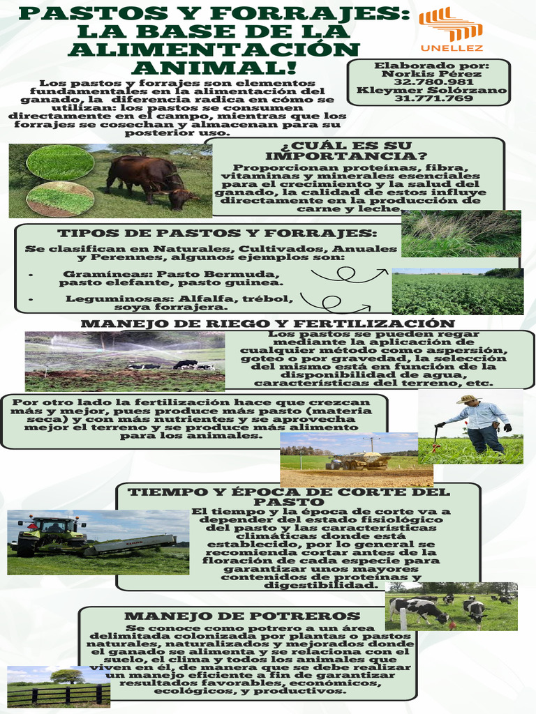 Infografía Pastos y Forrajes! 20250402 202822 0000 | PDF | Pasto | Agricultura