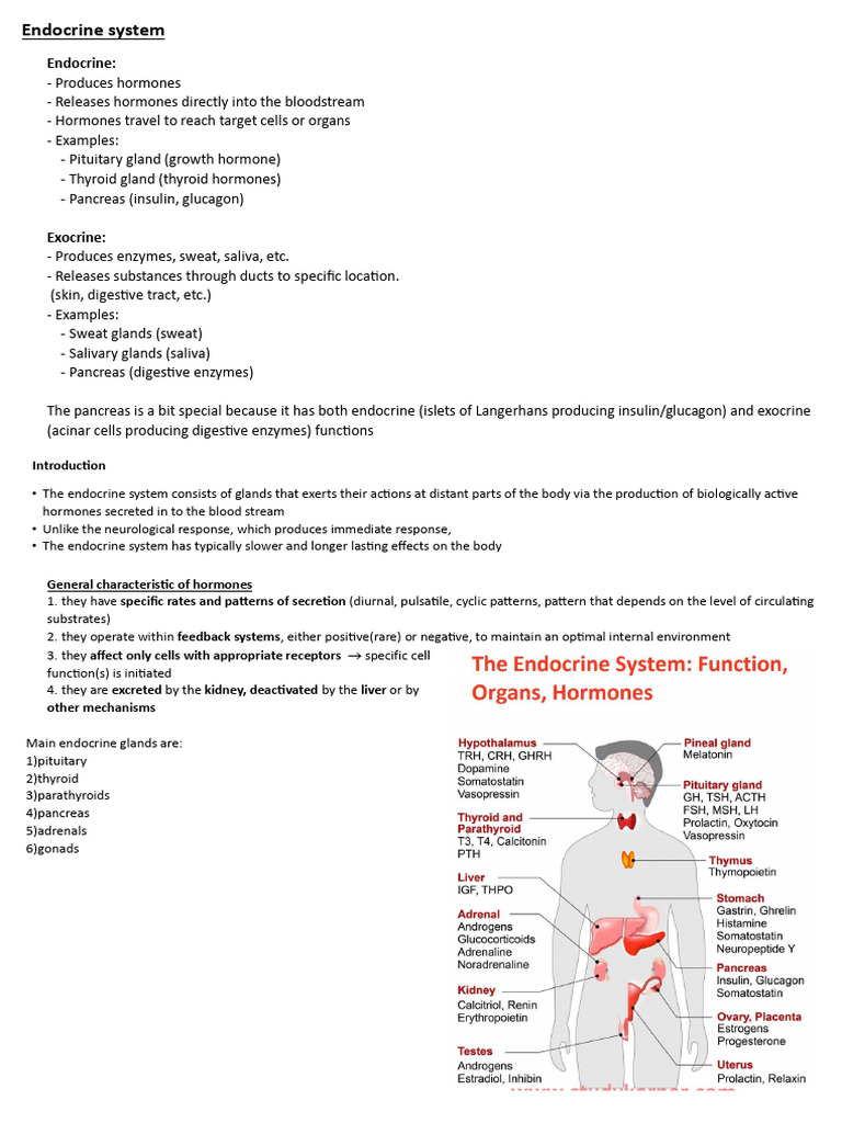 Endocrine System My Note | PDF | Endocrine System | Pancreas