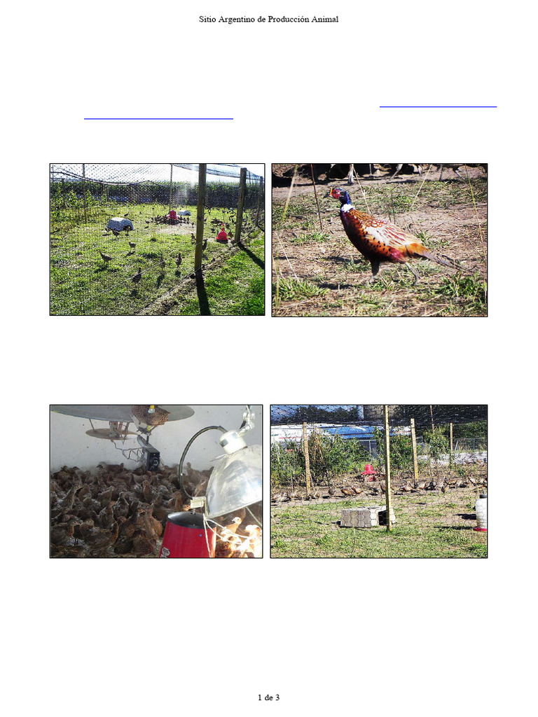 Criando Faisanes | PDF | Aves