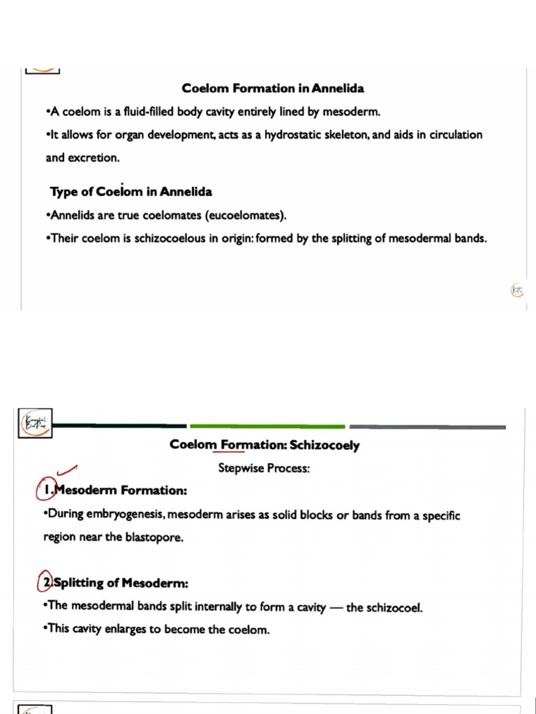 Coelom Formation and Filter Feeding in Annelids | PDF