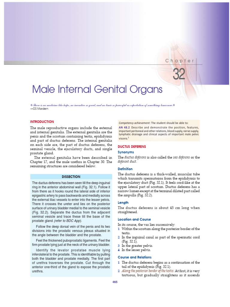 Male Internal Genital Organs | PDF | Prostate | Genitourinary System