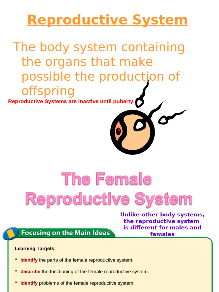 Female Reproductive System Overview | PDF | Menstrual Cycle ...