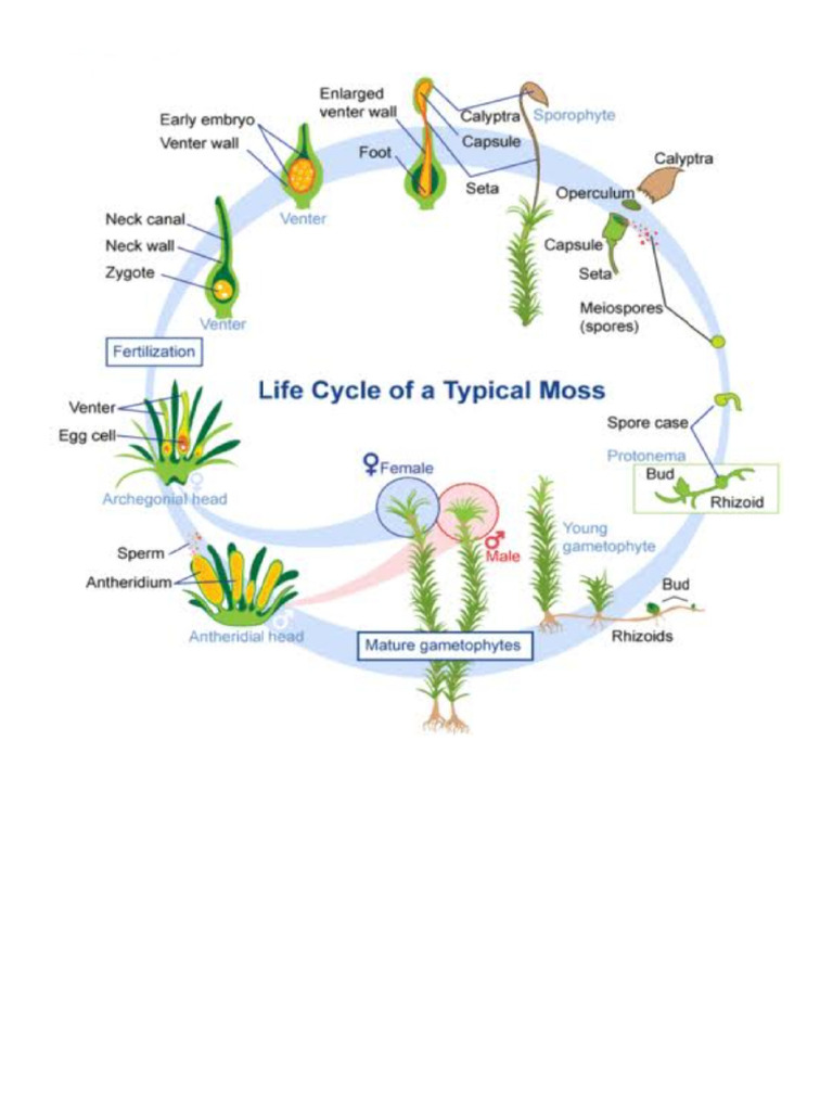 Life Cycle of Moss | PDF