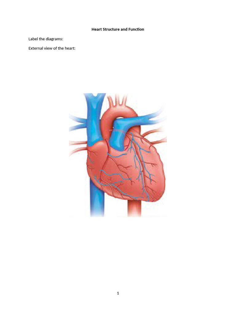 Heart Structure and Function Quiz | PDF