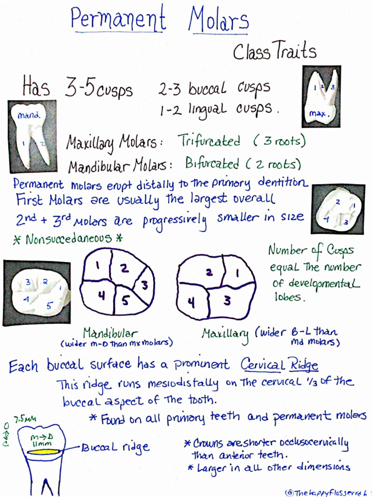 Permanent Molars: Characteristics & Anatomy | PDF | Dental Anatomy | Tooth