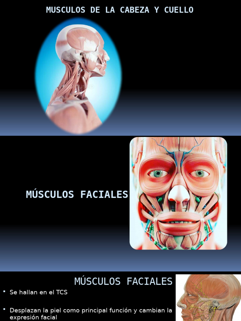 Músculos Faciales y de la Cabeza | PDF | Tejido suave | Anatomía humana