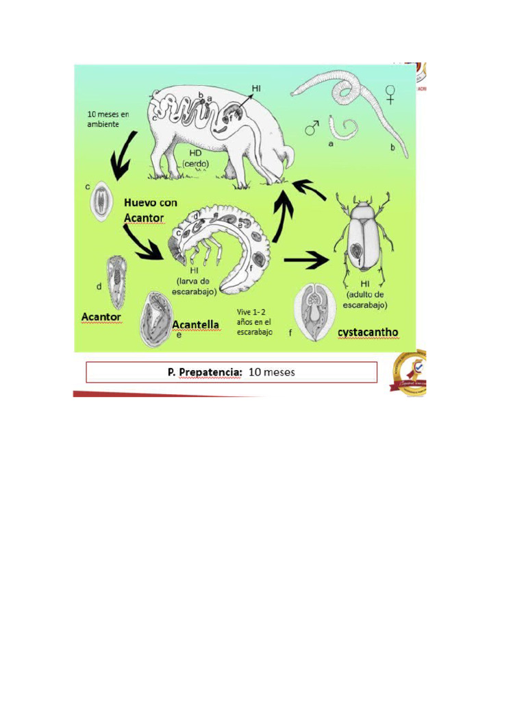 Ciclo Del Parasito en Nematodos Acantocefalosis | PDF