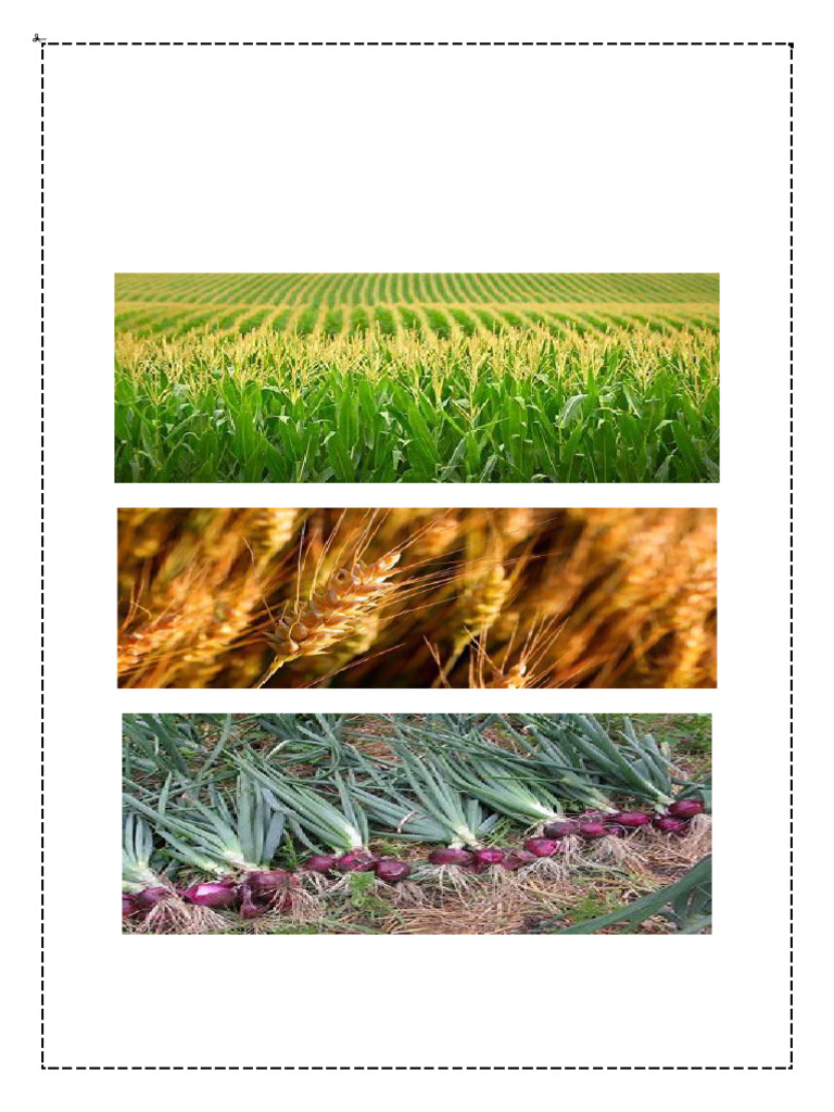Biniyam Int BP (1) | PDF | Risk | Agriculture