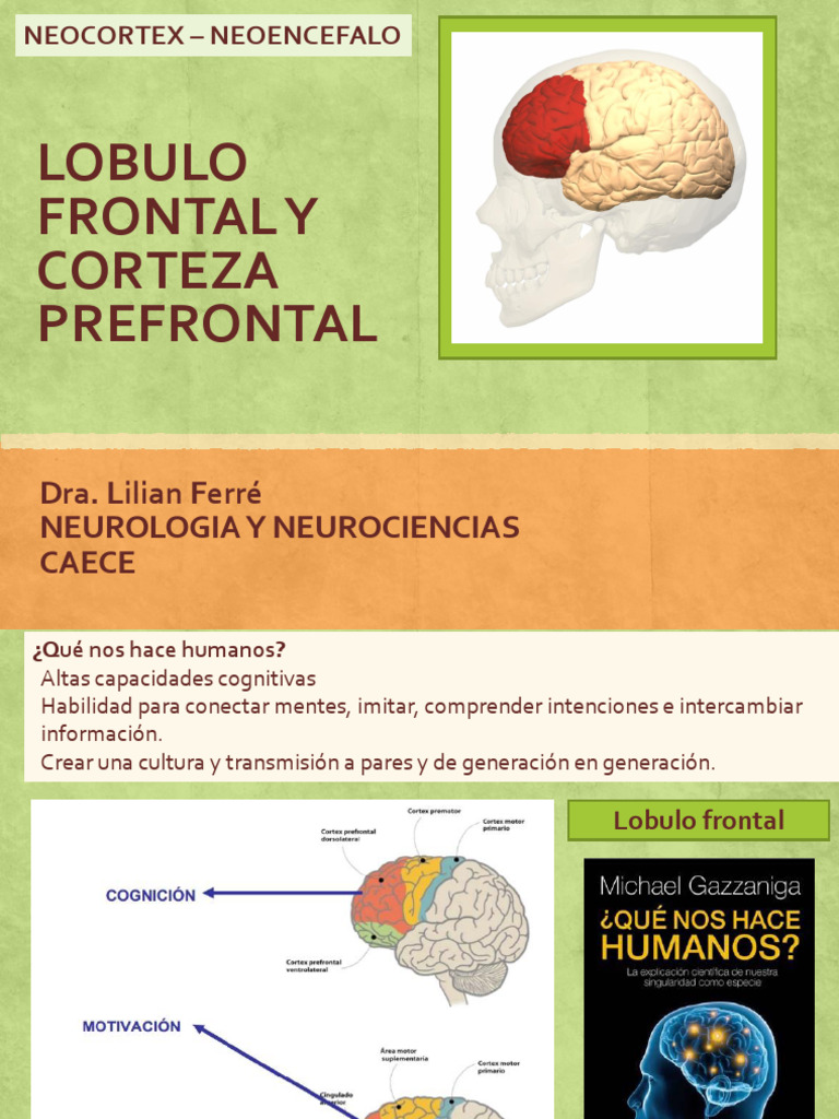 LPF Funciones Ejecutivas 2020 | PDF | Las emociones | Lóbulo frontal