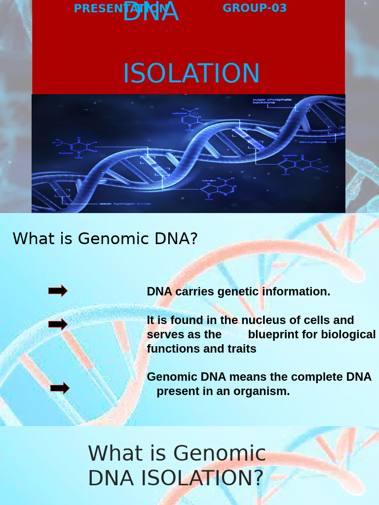 Genomic DNA Isolation From Blood GROUP 3 | PDF | Gel Electrophoresis ...
