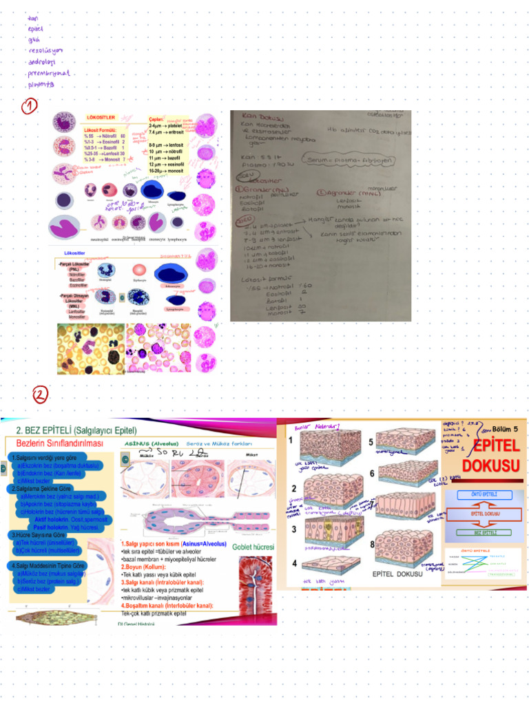 Histoloji Final | PDF