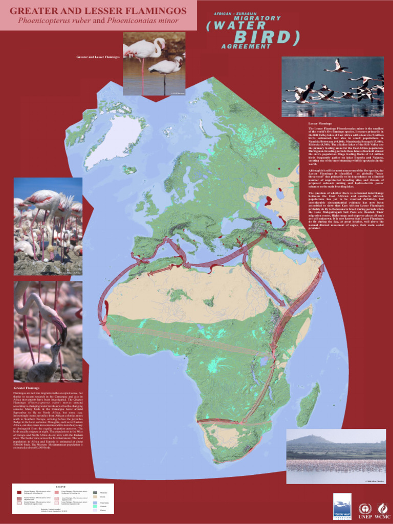 Greater Flamingo Migration Insights | PDF | Bird Migration | Zoology