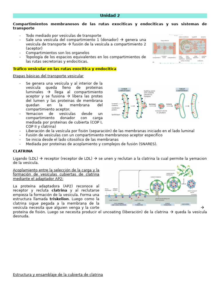 Rutas Endocíticas y Transporte Vesicular | PDF | Retículo endoplásmico ...