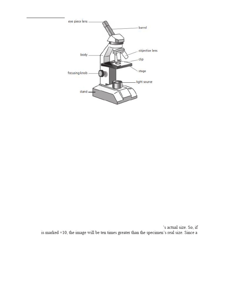 Size of Specimen Igcse Biology | PDF | Microscope | Glass Engineering ...