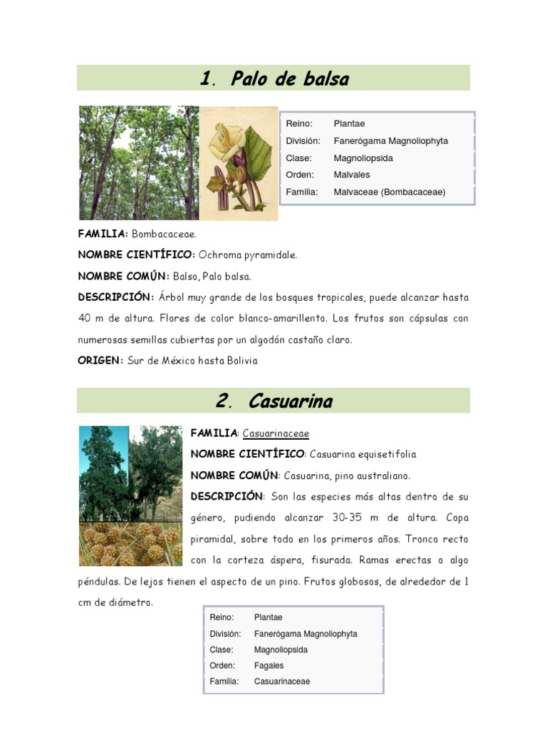 Palo de Balsa | PDF | Arecaceae | Sandía