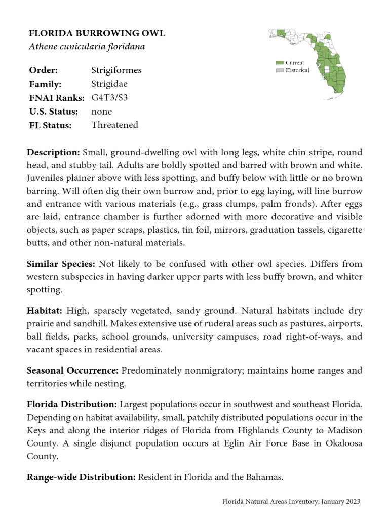 Profile of The Florida Burrowing Owl | PDF | Zoology | Ornithology