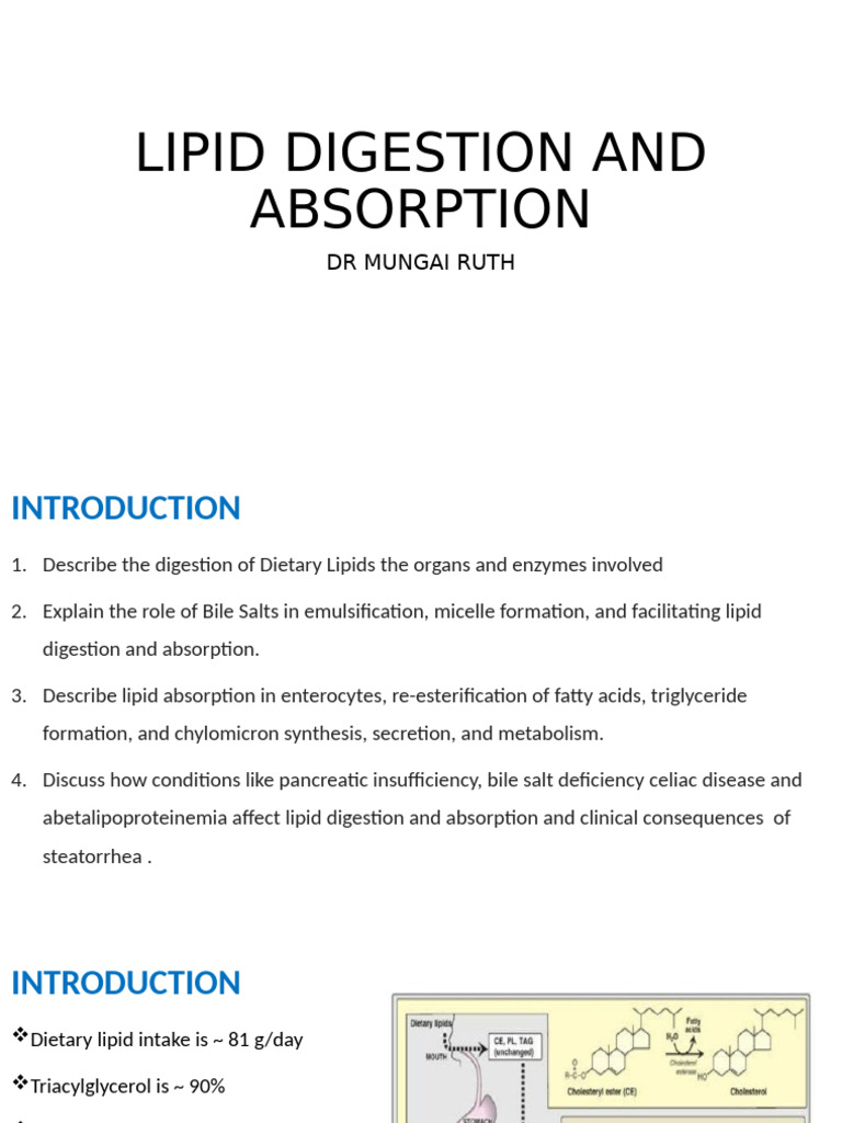 Lipid Digestion and Absorption | PDF | Lipoprotein | Digestion