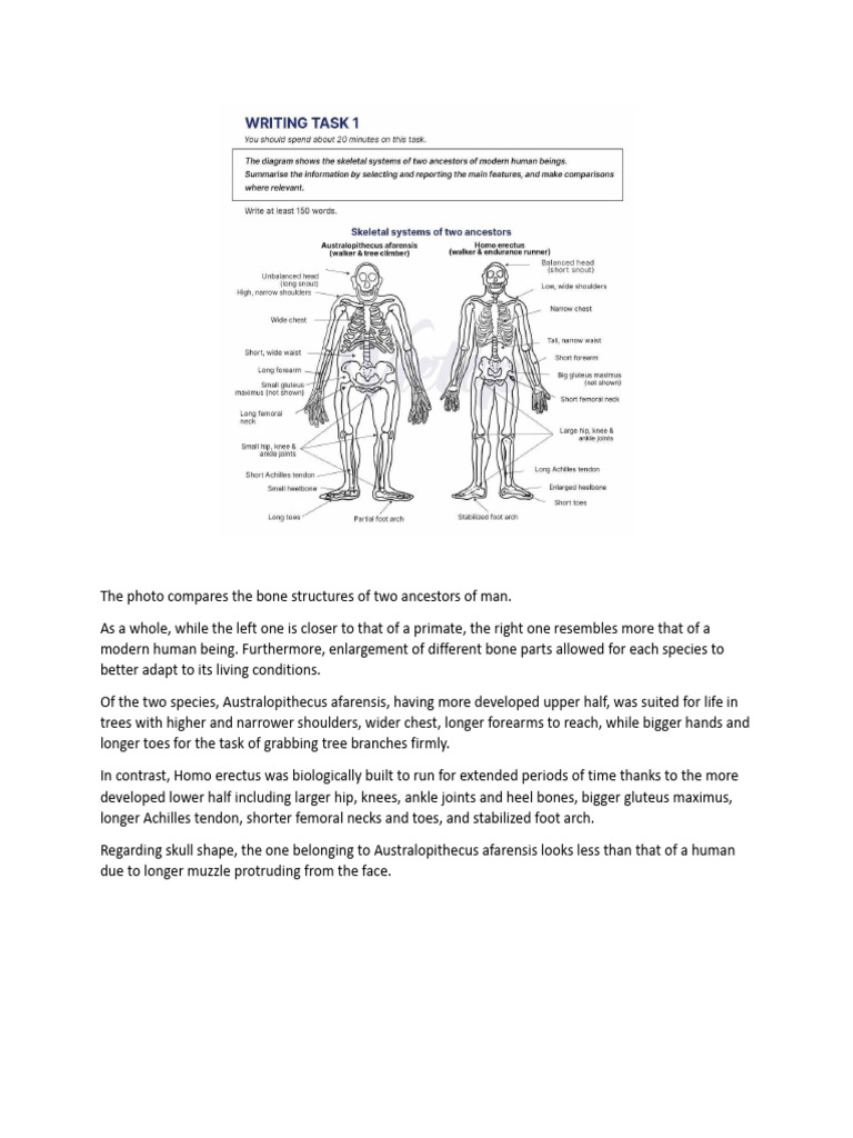 Sample - Skeletons | PDF