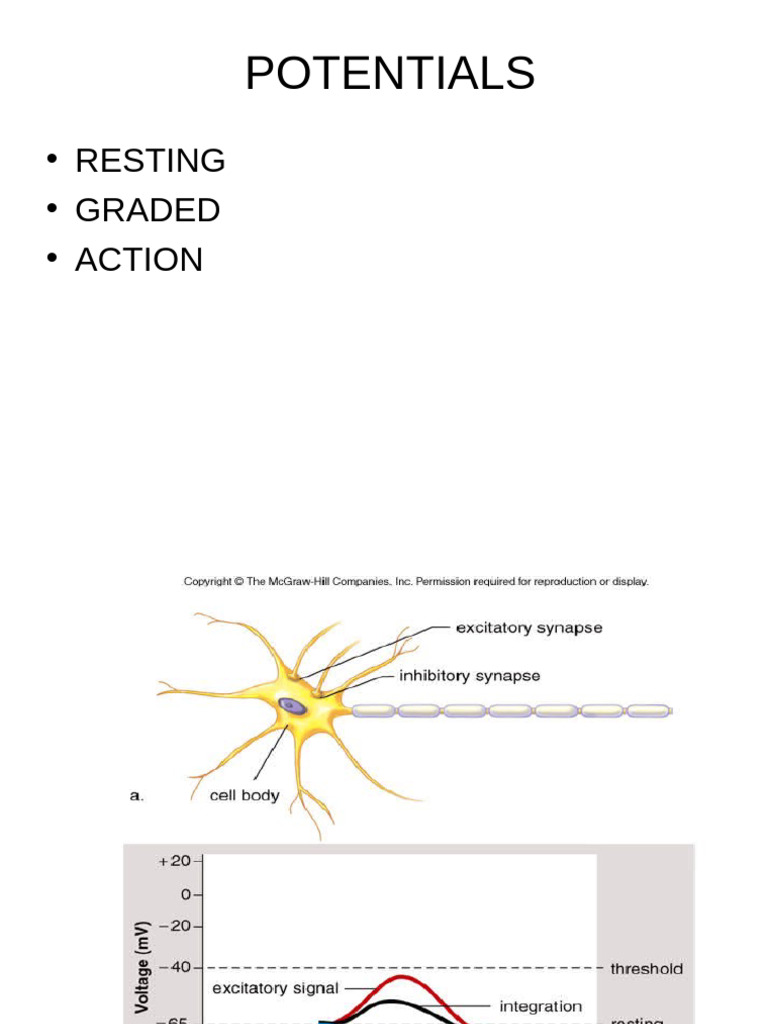 Action Potentials Revised | PDF