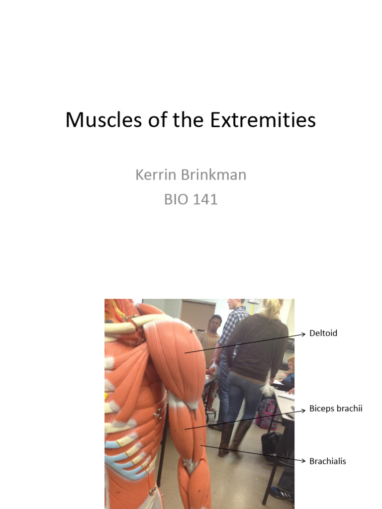 Muscles+of+the+Extremities Approved | PDF
