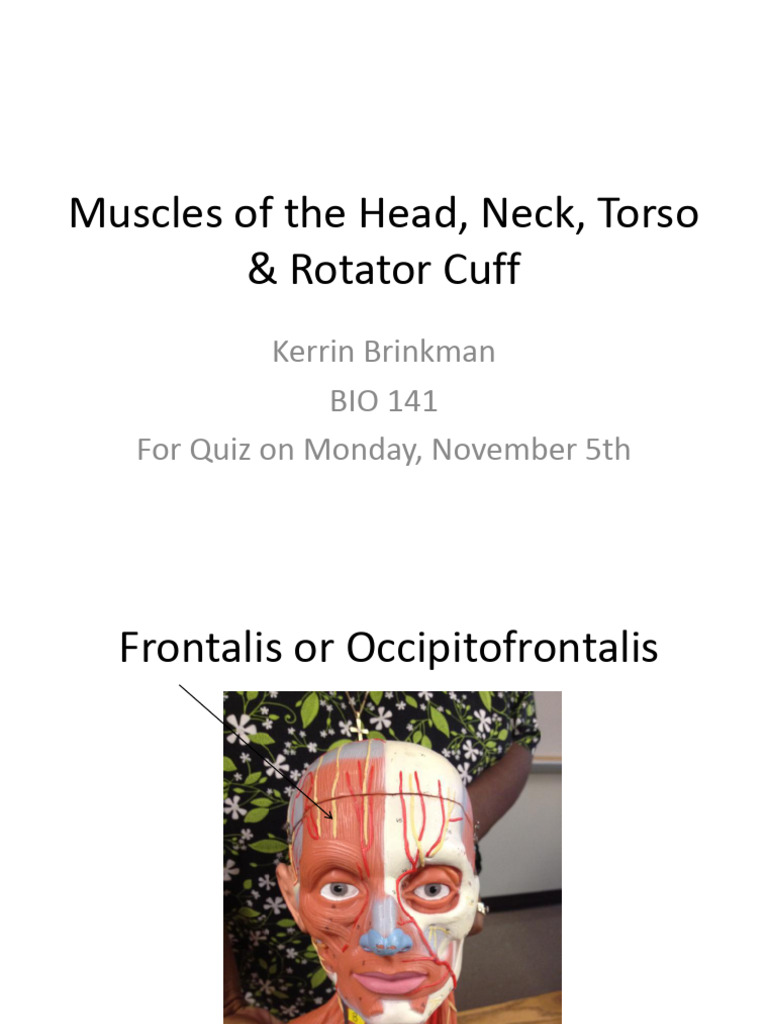 Muscles of The Head Neck Torso Rotator Cuff | PDF