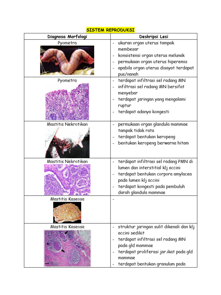 Diagnosa Morfologi Lesi Veteriner | PDF