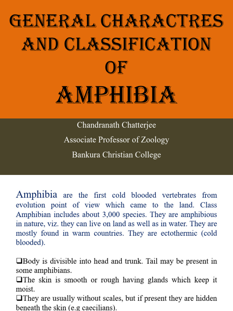 Classification of Amphibia | PDF | Amphibian | Frog
