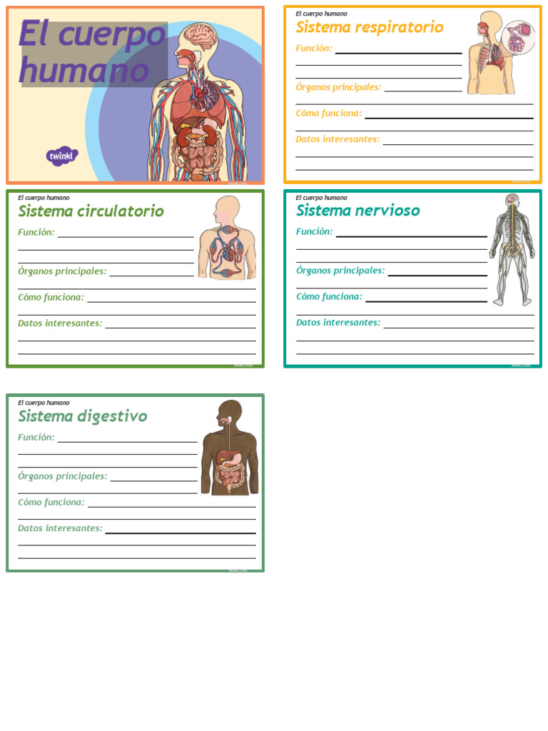Actividad 5° Los Sistemas Del Cuerpo Humano - 11 Junio-Task | PDF