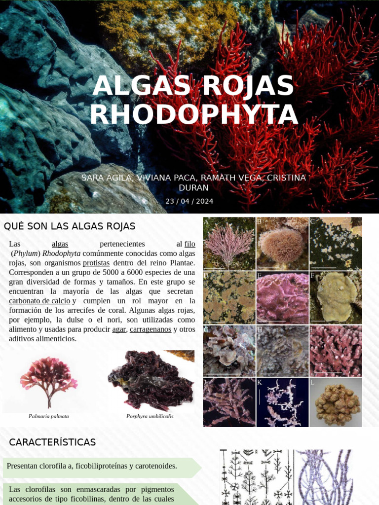 Algas Rojas Presentacion | PDF | Algas | Organismos
