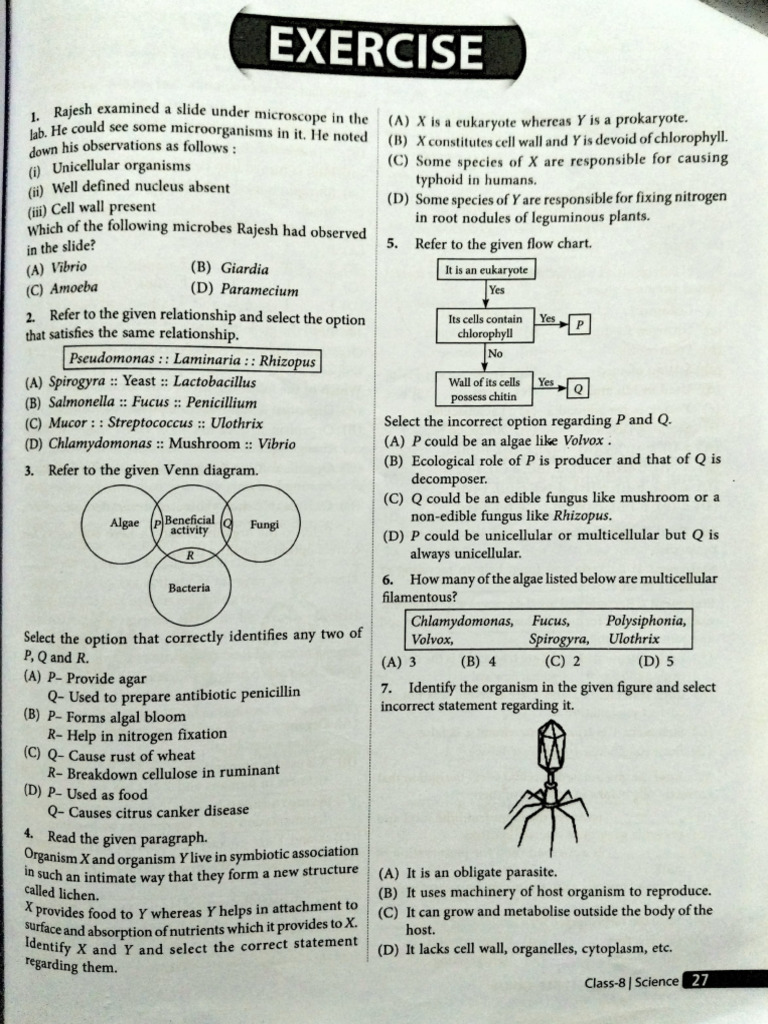 6th Grade Microorganisms Worksheet | PDF | Microorganism | Bacteria
