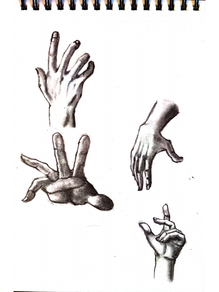 Hand Anatomy | PDF