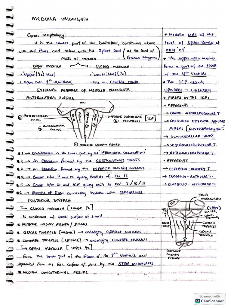 Medulla Oblongata | PDF