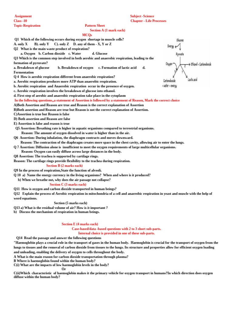Assignment Sheet Respiration Class 10 2025-26 | PDF | Cellular ...
