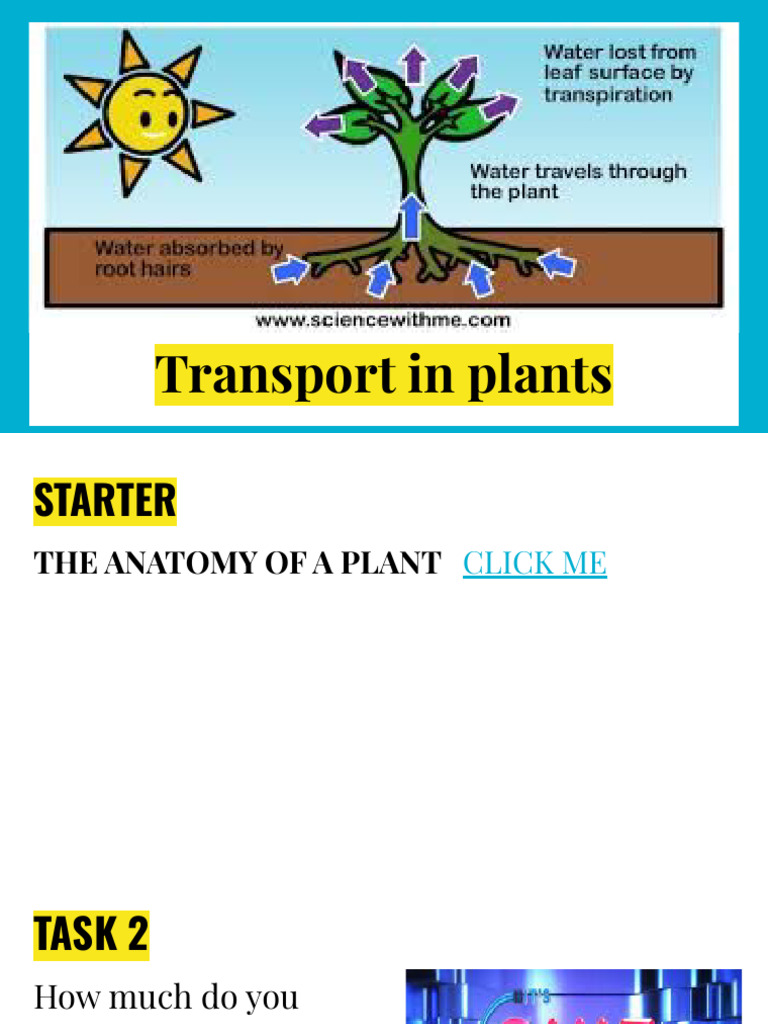 3.0 - Transport in Plants | PDF | Leaf | Plant Stem