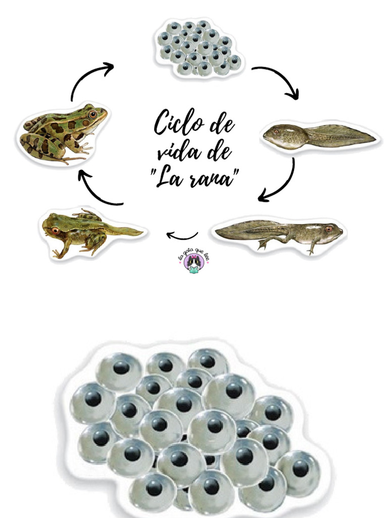 Ciclo de Vida de La Rana. Poster Tarjetas | PDF