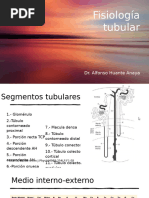 Anatomía y Función Del Túbulo Contorneado Distal (Autoguardado) | PDF ...
