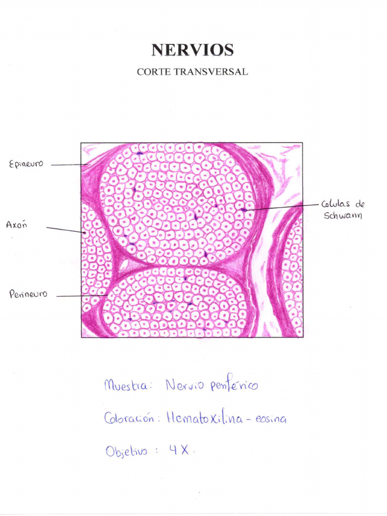 Histología Nervios | PDF