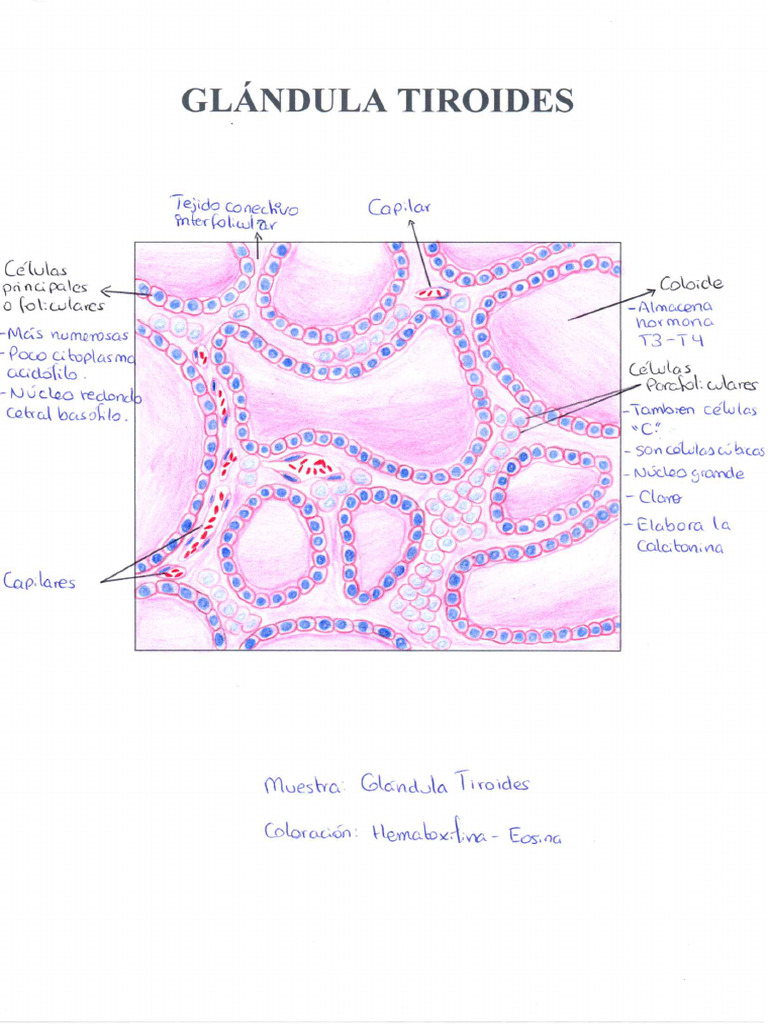 Histología de La Glándula Tiroides | PDF