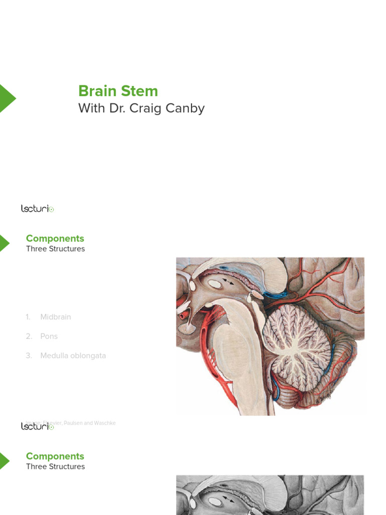 Brain Stem Anatomy and Functions | PDF | Brainstem | Cerebellum