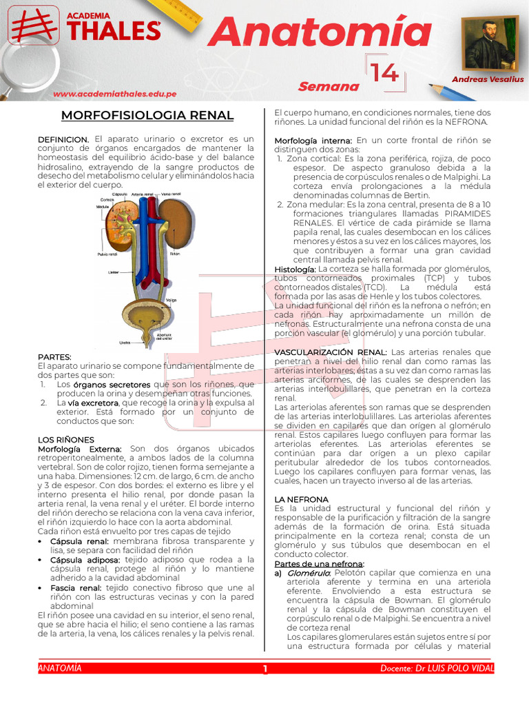 Semana 14. Morfofisiologia Renal | PDF | Riñón | Sistema urinario
