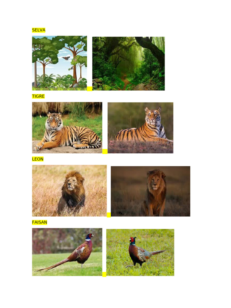 Selva | PDF