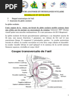 SCLERE Anatomie | PDF | Cornée | Anatomie
