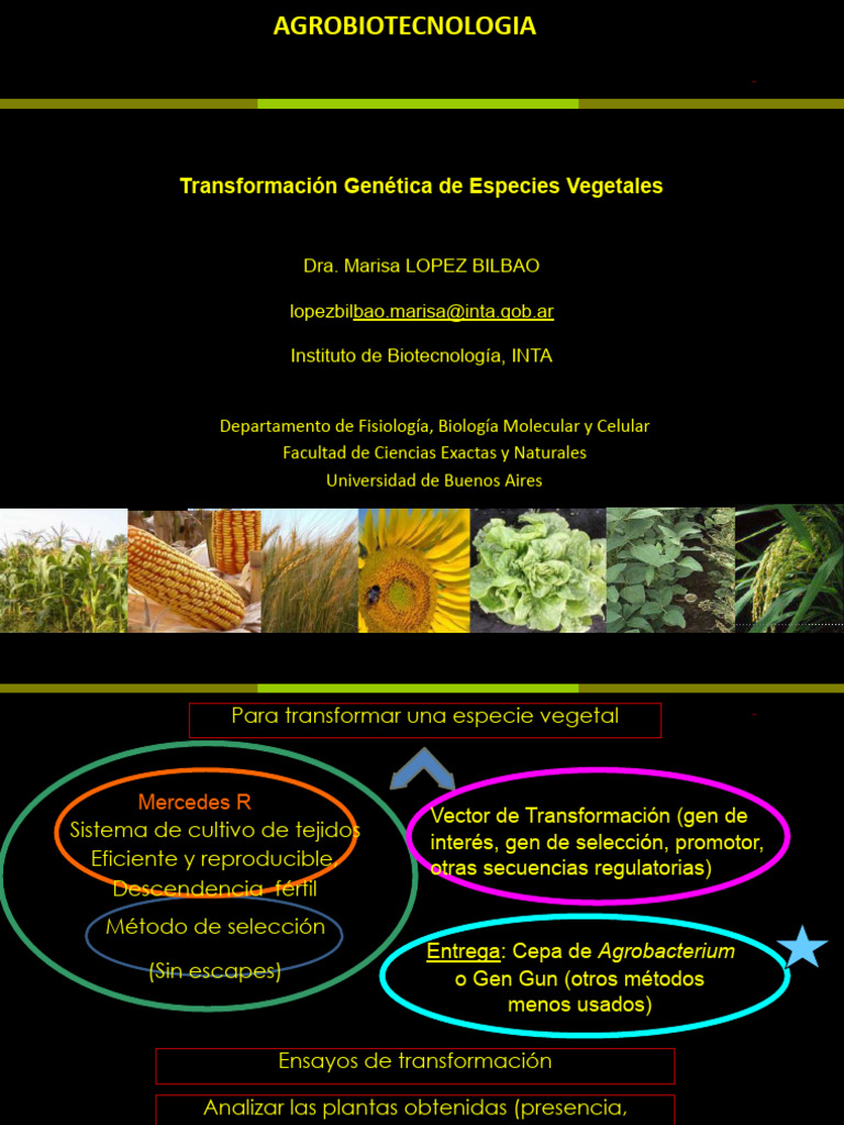 Clase 4 2014 Transformacion - PPTX - Compressed | PDF | Plásmido | Adn