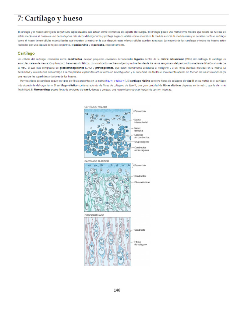 Texto de Histologia Atlas A Color Gartner 5a Edicion-146-175 | PDF