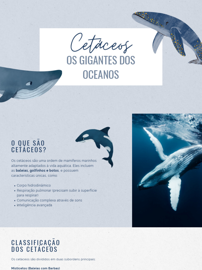 Apresentação Sobre Cetaceos | PDF | Cetáceos | Golfinho