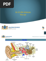 Human Ear Worksheet PDF | PDF | Ear | Hearing