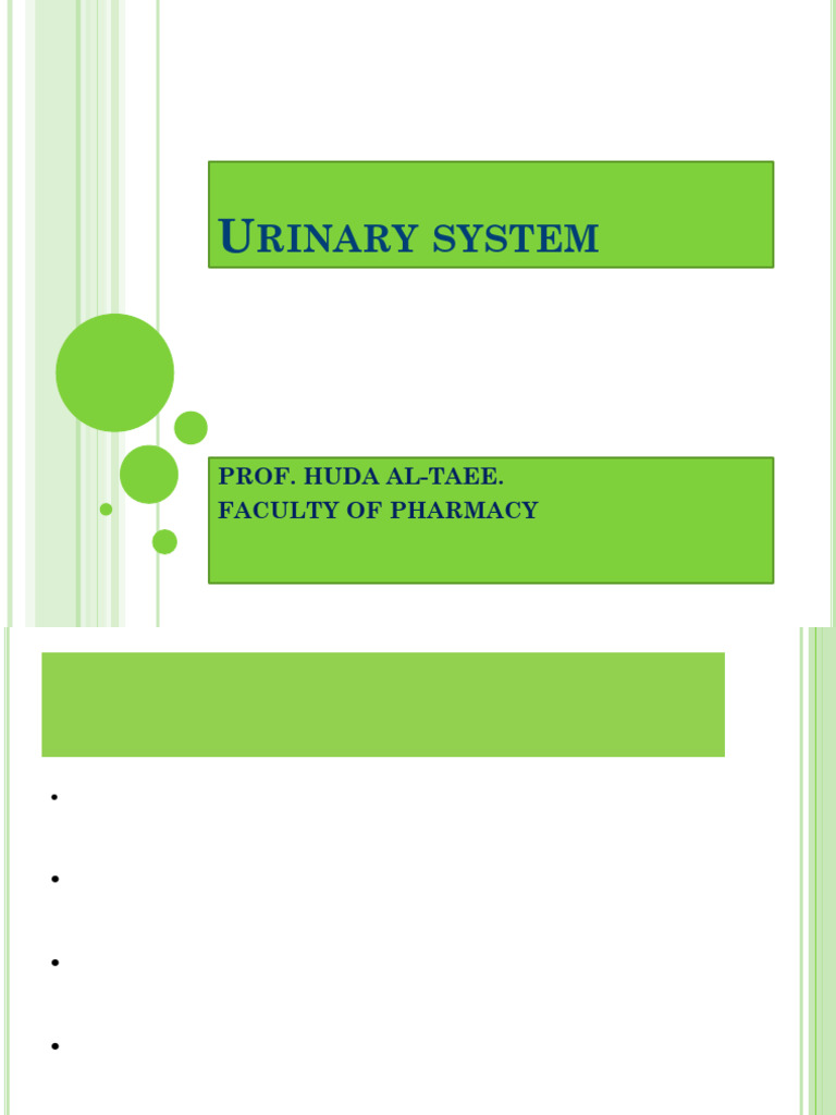 Urinary System 2025-2024 | PDF | Kidney | Genitourinary System
