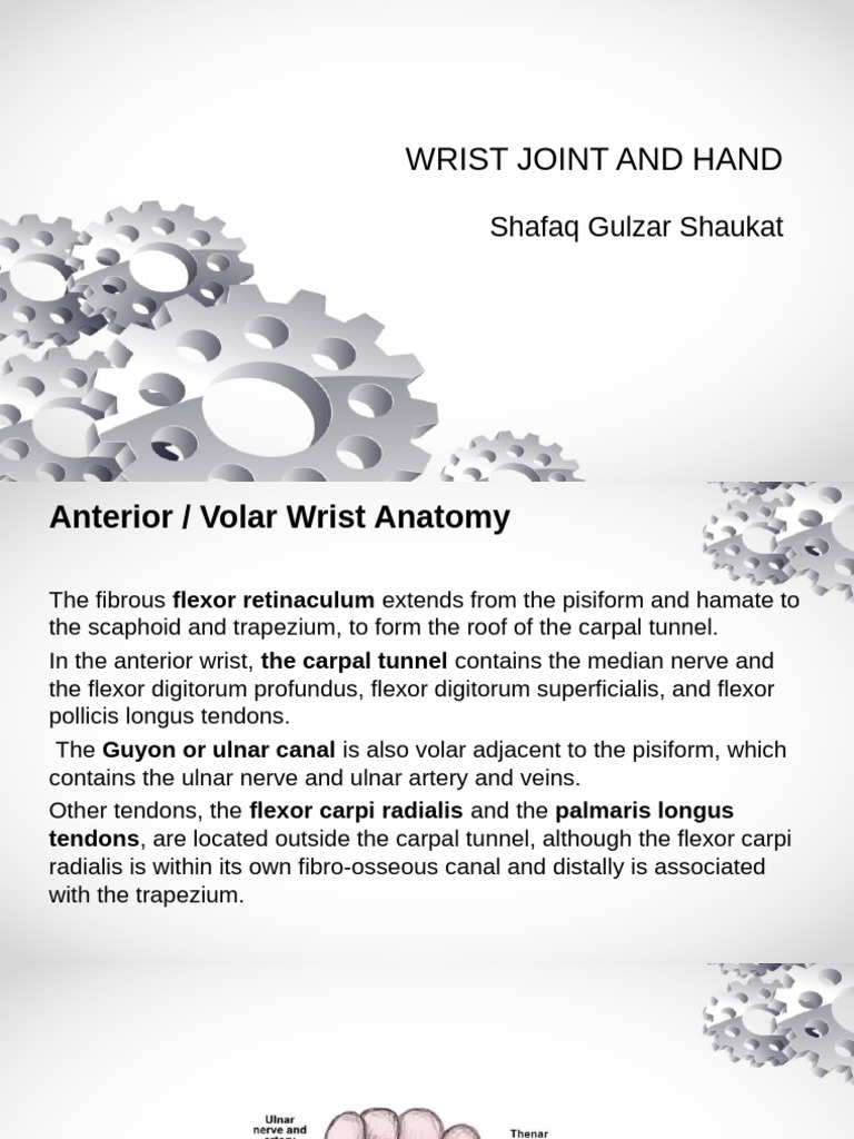 Wrist Joint and Hand Anatomy Guide | PDF | Hand | Thumb