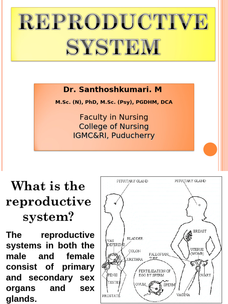 Anatomy of Reproductive System | PDF | Uterus | Menstrual Cycle