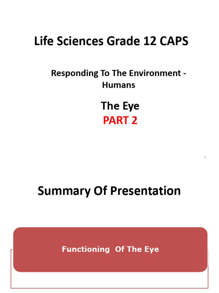 PP15. Receptors The Eye PART 2 | PDF | Eye | Human Eye